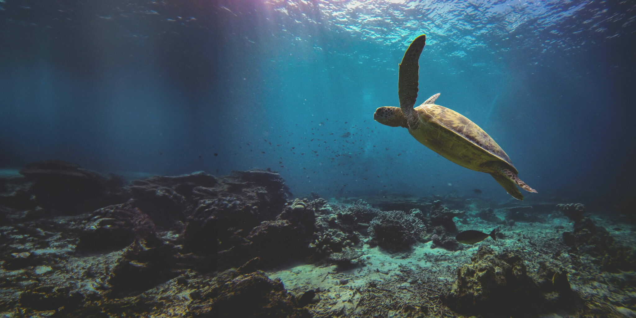 Blue Planet Fund - Ocean Grant Programme