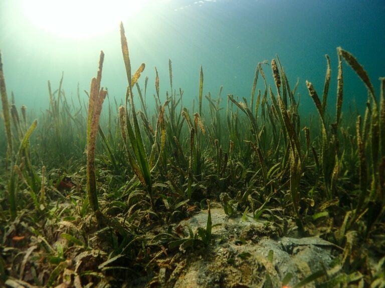 Blue Planet Fund - Ocean Grant Programme