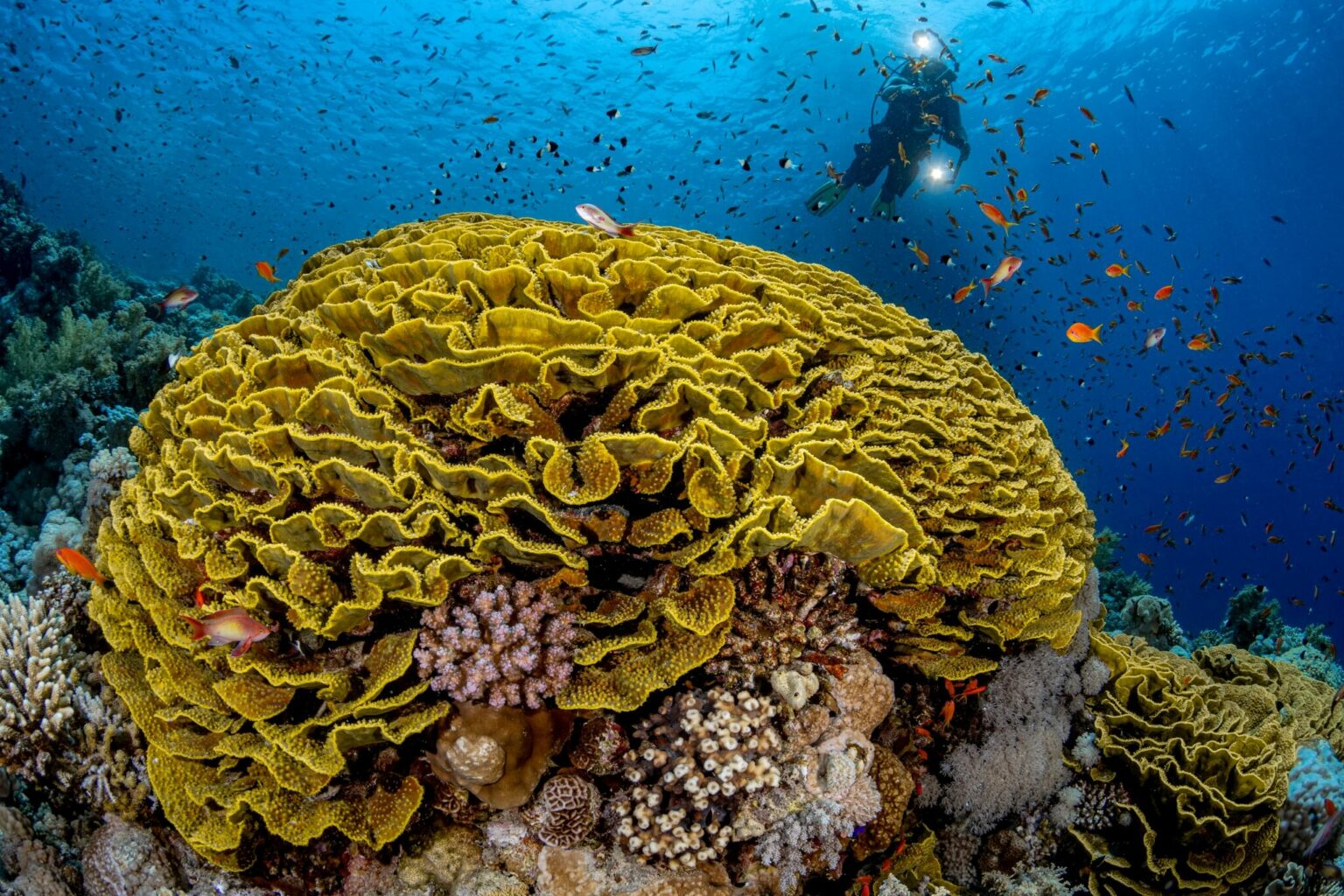 Blue Planet Fund - Ocean Grant Programme