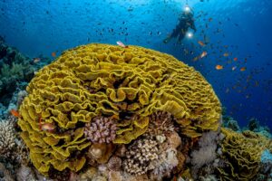 Blue Planet Fund - Ocean Grant Programme