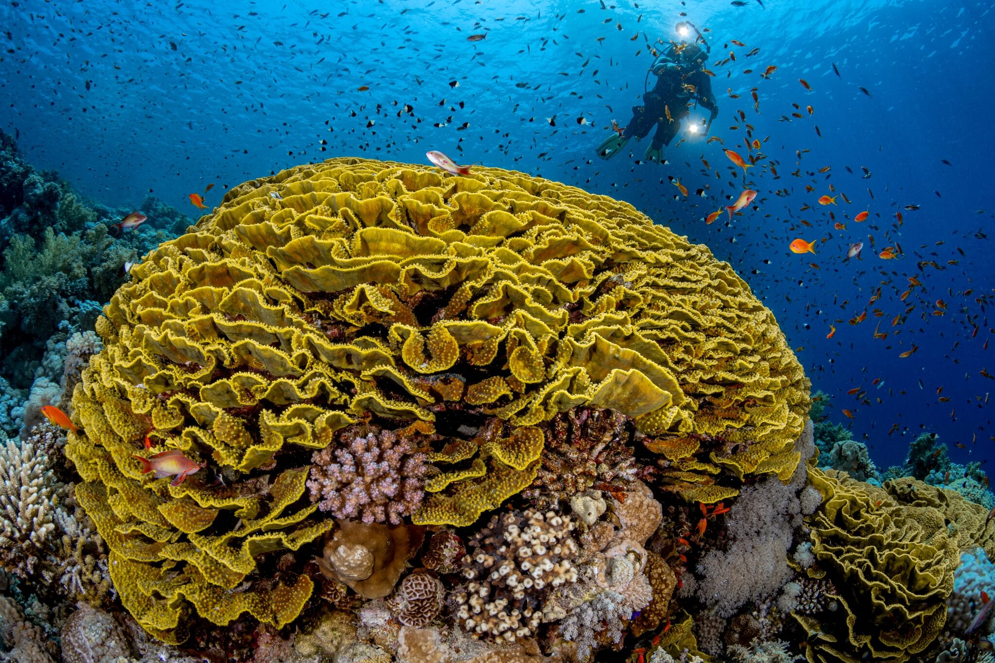 Blue Planet Fund - Ocean Grant Programme