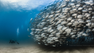 Home - Ocean Grant Programme