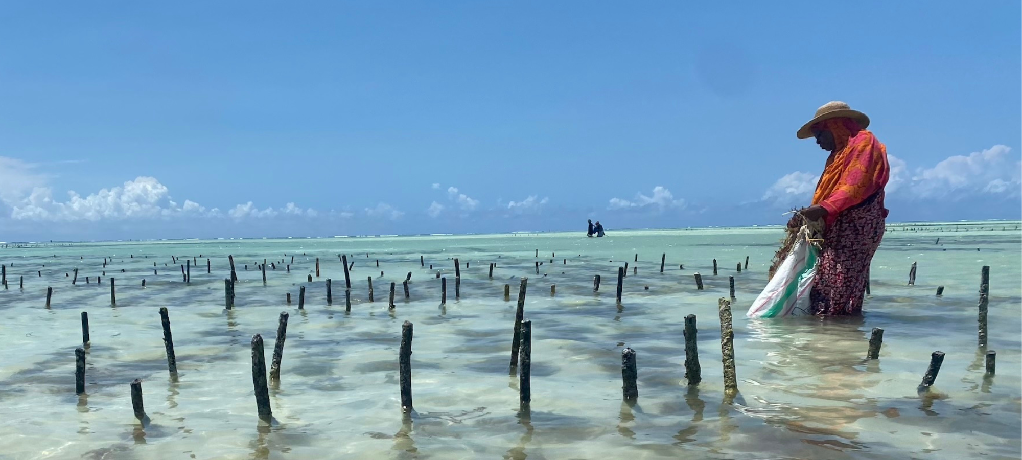 OCEAN funding announced at COP29 for 20 projects to support marine ...